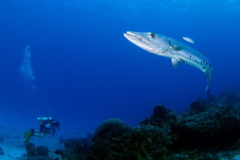 Are Barracudas Dangerous? The Truth About Barracuda Attacks on Humans – Ocean Action Hub