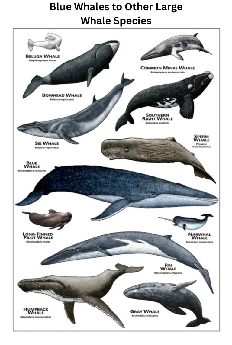 Blue Whale Size Comparison: Discover How Big They Really Are – Ocean Action Hub