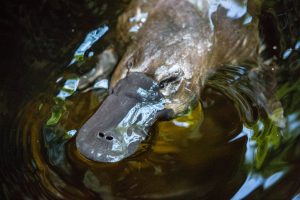 Is a Platypus Mammal? Everything You Need To Know – Ocean Action Hub