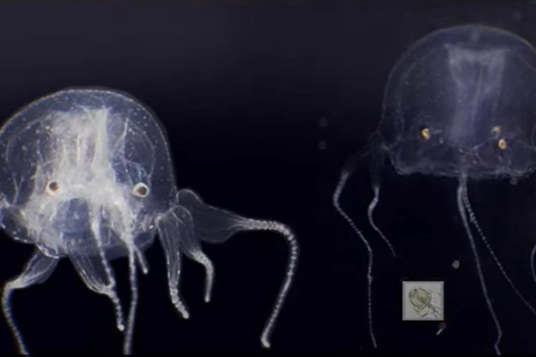 Do Box Jellyfish Have Eyes? (The Fascinating Facts) – Ocean Action Hub