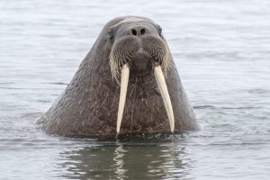 Can A Walrus Kill a Polar Bear? An Unlikely Battle Explained – Ocean ...