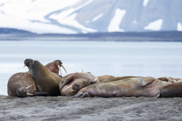 Do Walruses Eat Penguins? What Is The Real Diet Of Walruses? – Ocean ...