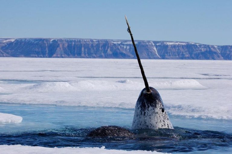 Why Do Narwhals Have Horns? The Science Behind Narwhal Tusks – Ocean Action Hub