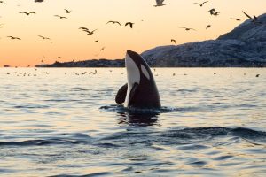 How Fast Can Orcas Swim? Discover the Speed of Killer Whales – Ocean ...
