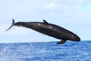 False Killer Whale vs Orca: Key Differences and Similarities – Ocean ...