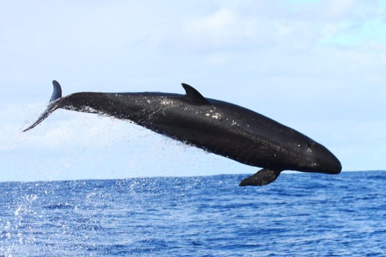 False Killer Whale vs Orca: Key Differences and Similarities – Ocean ...