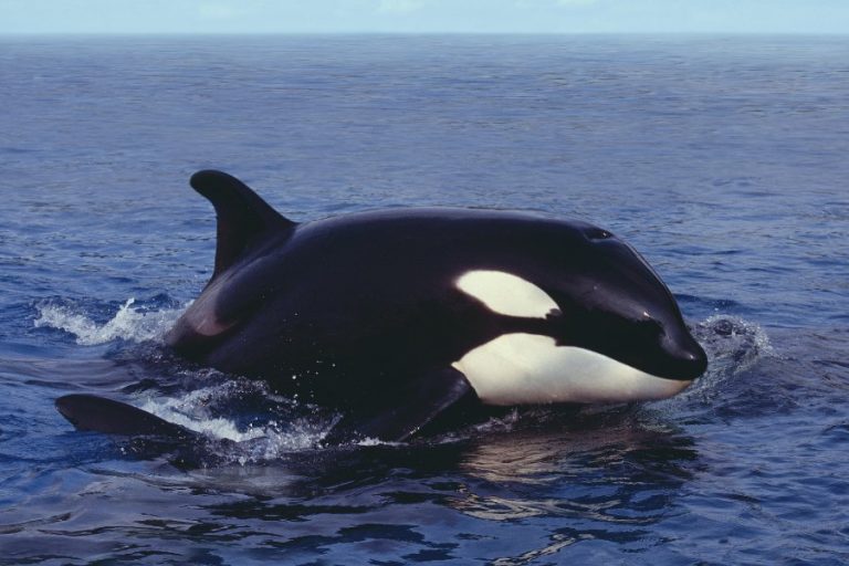 Orca Eyes: Insight into the Vision of Killer Whales – Ocean Action Hub