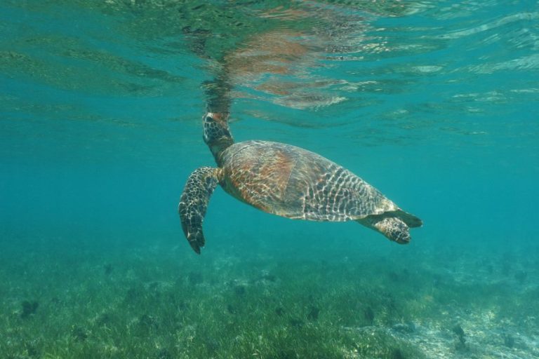 How Fast Can Orcas Swim? Discover the Speed of Killer Whales – Ocean ...