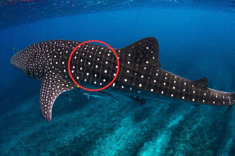 11 Fascinating Whale Shark Facts You Need To Know! – Ocean Action Hub