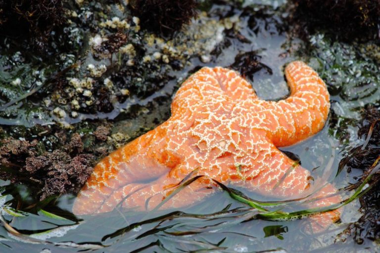 Are Starfish Really Fish Or Something Else? (Sea Star Facts) – Ocean ...