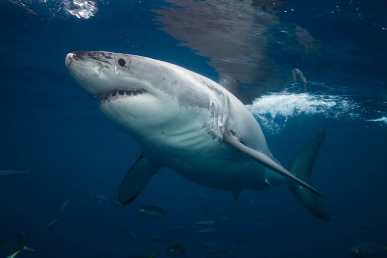 Tiger Shark Speed: How Fast Can These Predators Swim? – Ocean Action Hub