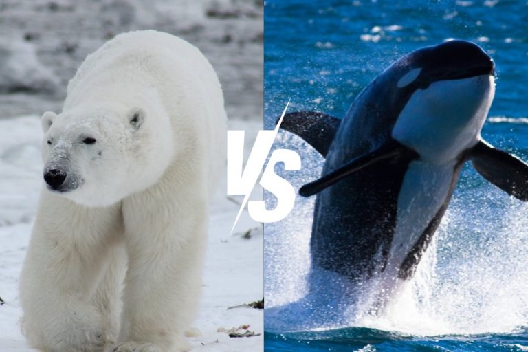 False Killer Whale vs Orca: Key Differences and Similarities – Ocean ...