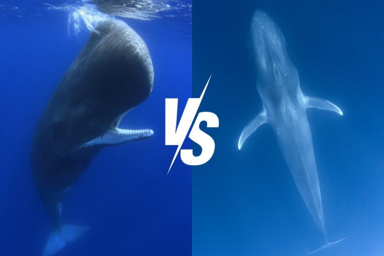 Fin Whale vs Blue Whale: Giants Compared – Ocean Action Hub