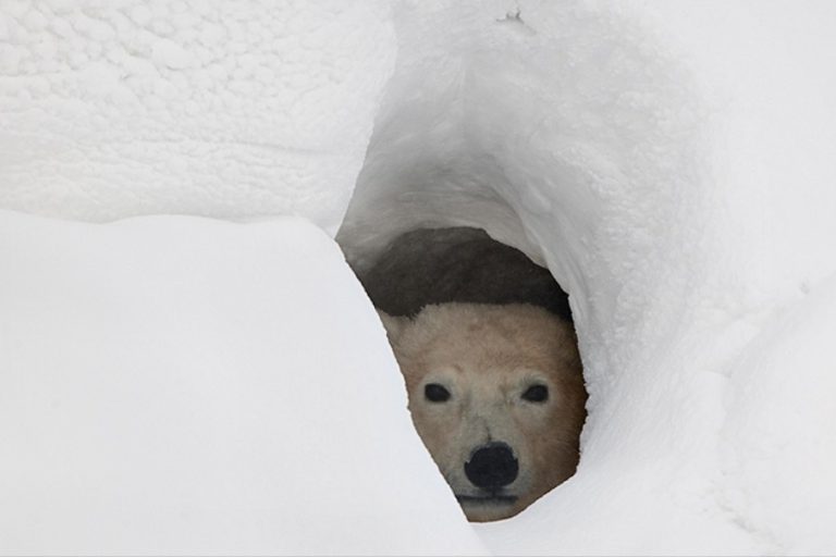 How Do Polar Bears Sleep? Unveiling Arctic Slumber Secrets – Ocean Action Hub