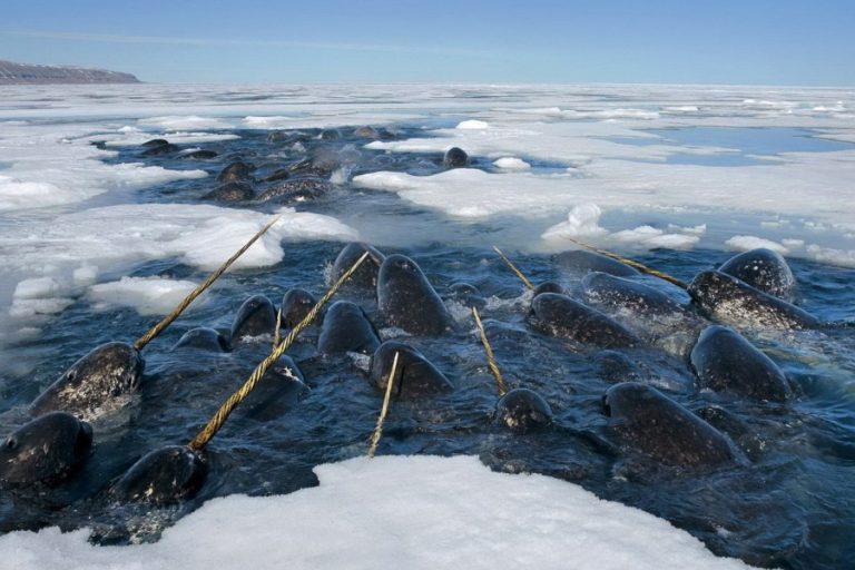 Are Narwhals Real? Exploring The Mysterious Unicorn Of The Sea – Ocean Action Hub