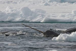 How Do Narwhals Eat? Feeding Behaviors of Unicorn of The Sea – Ocean Action Hub